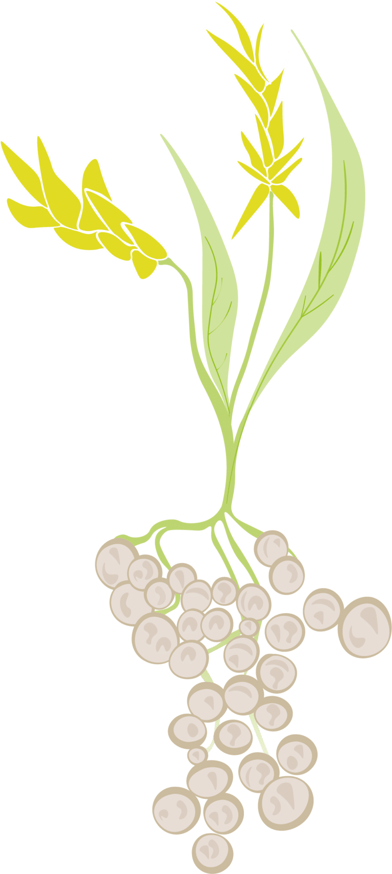 Le souchet : plante antique riche d’histoire, de nutriments et d’usages ...