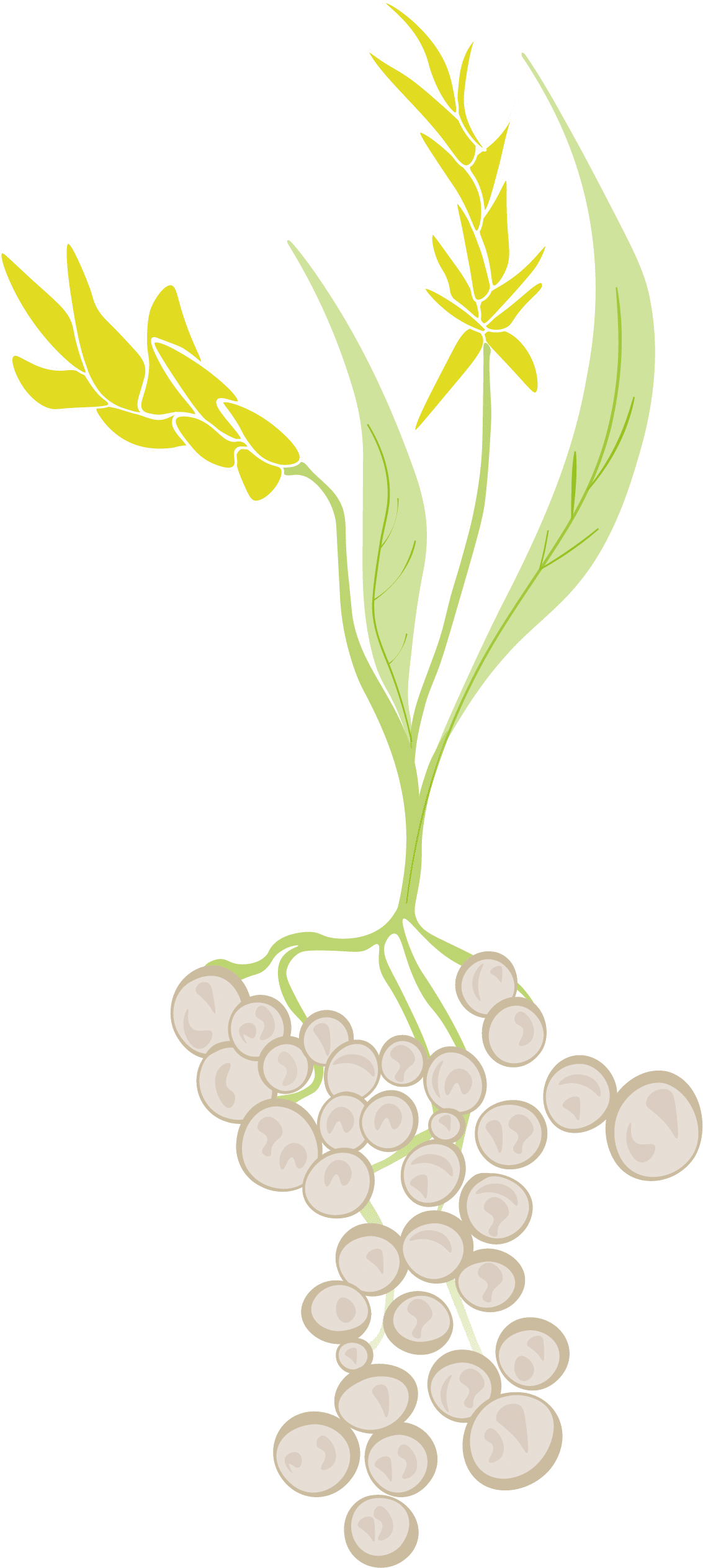 Le souchet : plante antique riche d’histoire, de nutriments et d’usages ...